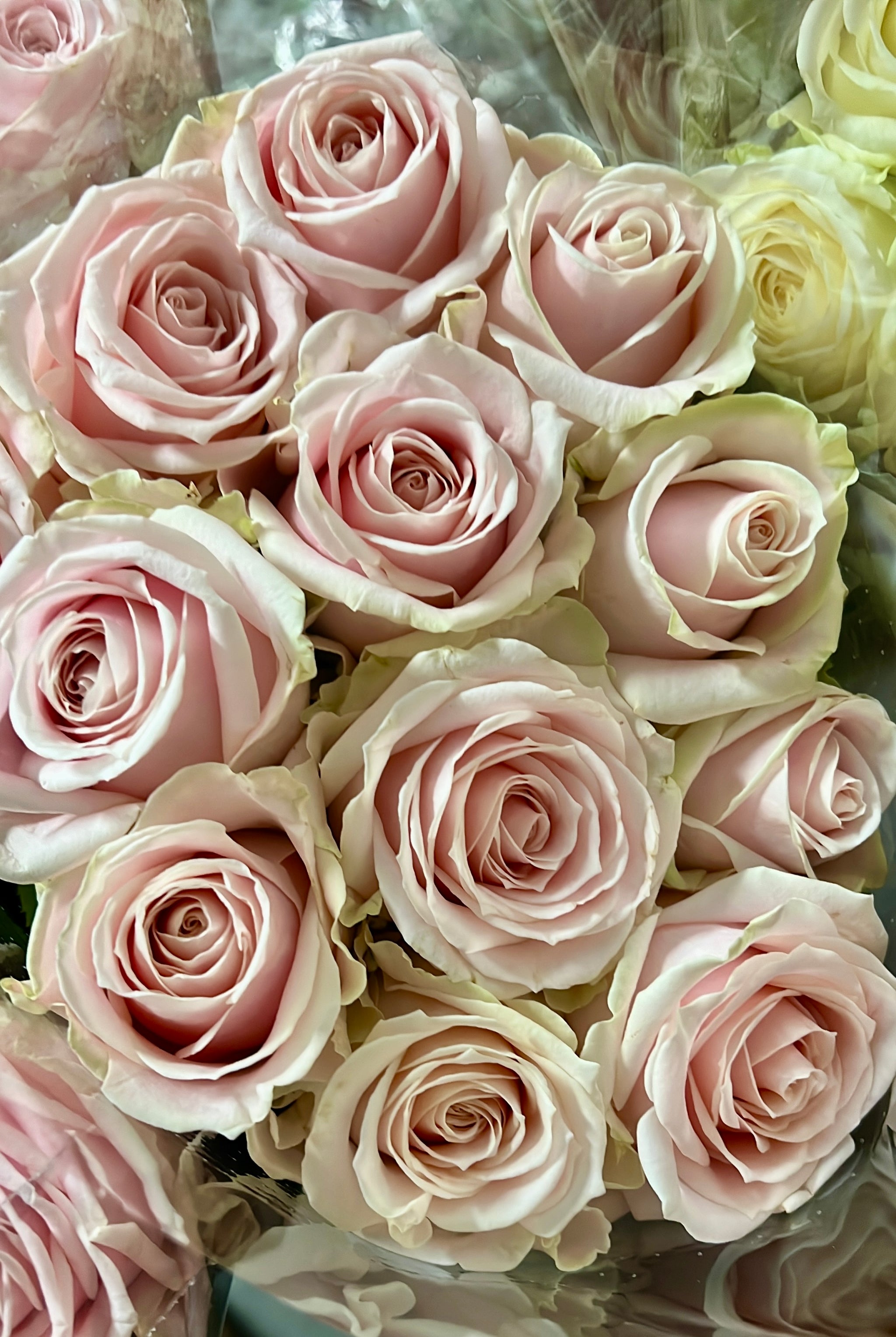 SWEET AVALANCHE ROSES – My Store