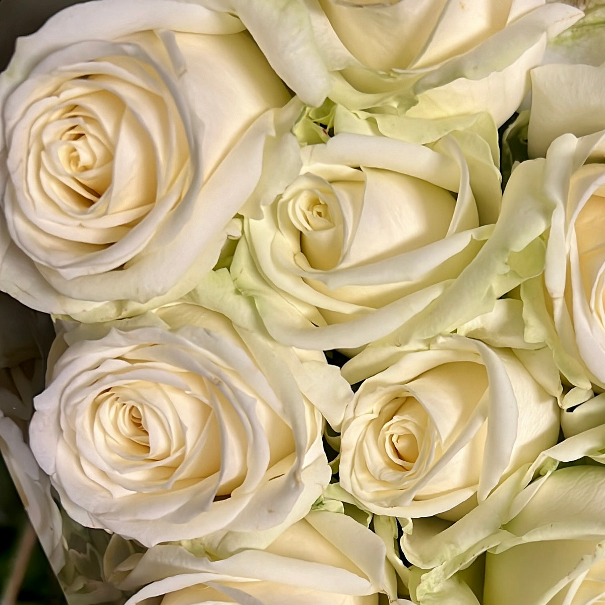 AVALANCHE ROSES – My Store