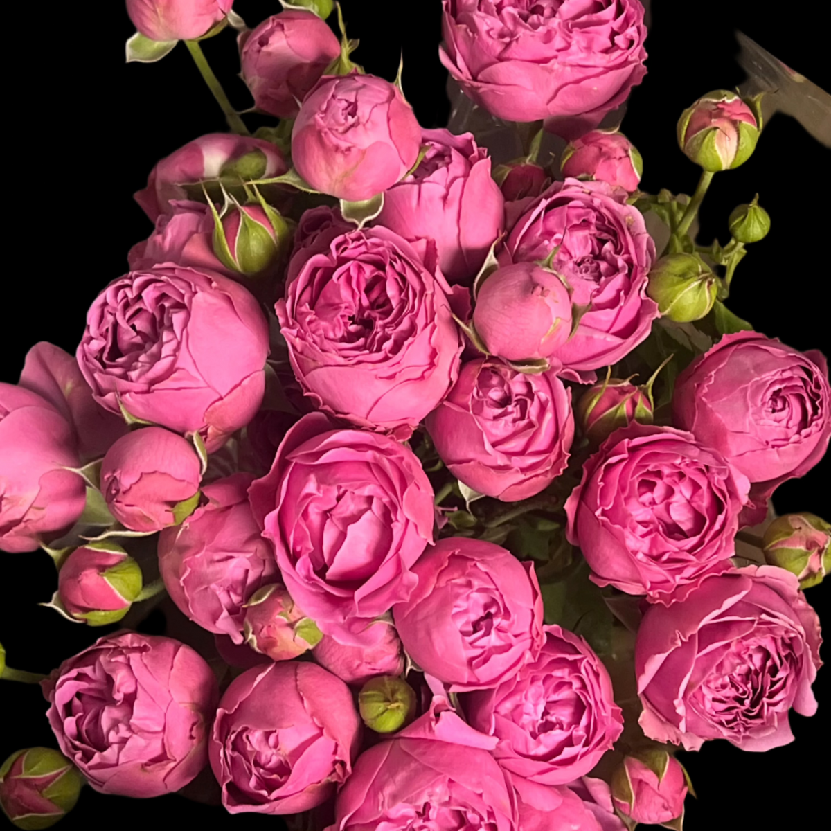 MYSTIC BUBBLES SPRAY ROSE – My Store